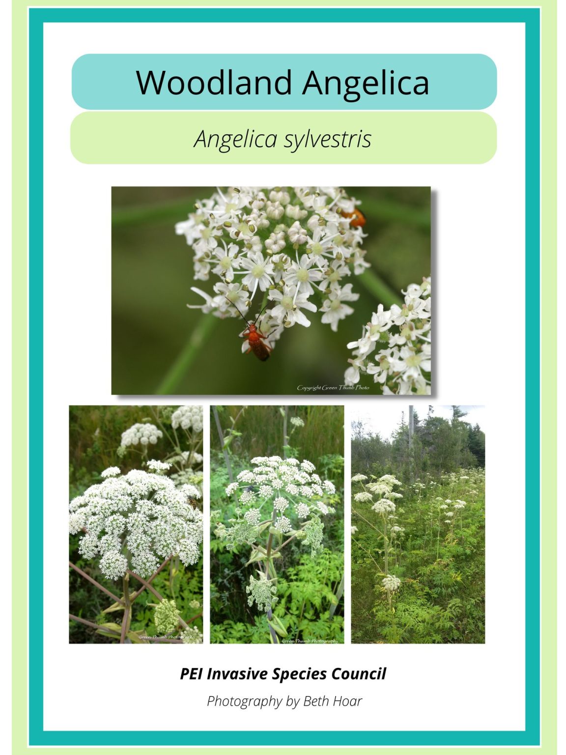 PEI Invasive Species Council - What is in Bloom? Woodland Angelica ...
