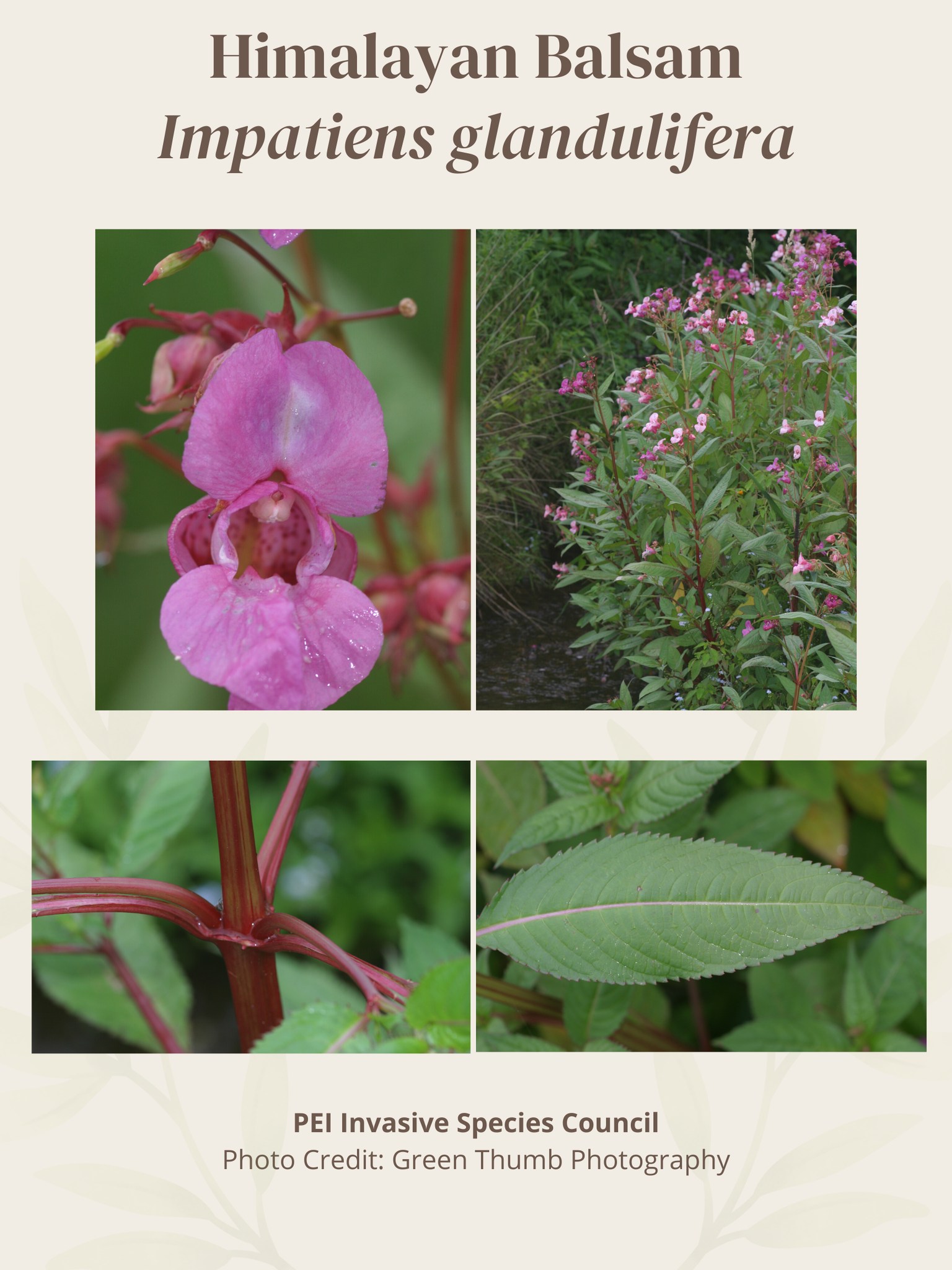 PEI Invasive Species Council - What’s in Bloom? Himalayan Balsam (June ...