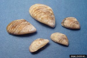 PEI Invasive Species Council - Zebra Mussel