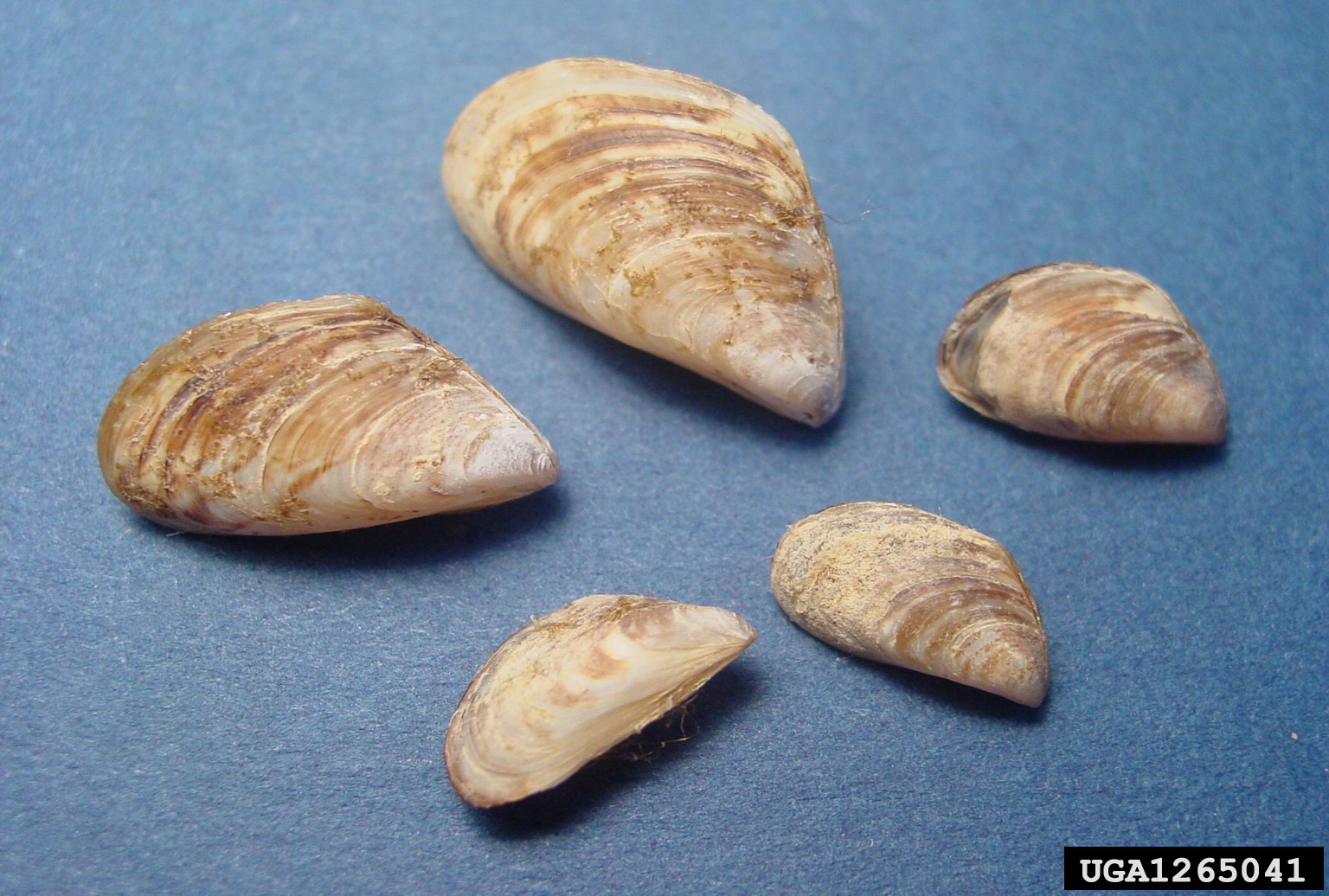 PEI Invasive Species Council - Zebra Mussel