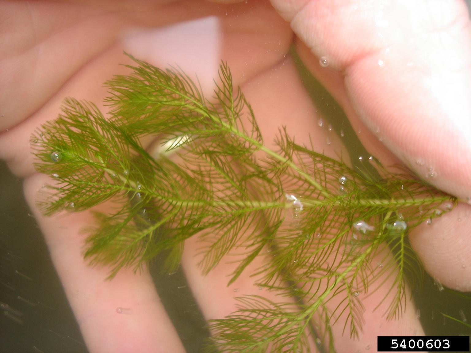 PEI Invasive Species Council - Eurasian Watermilfoil