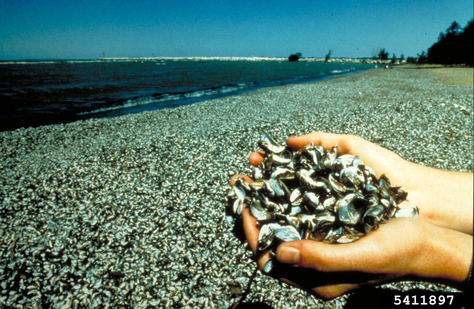 PEI Invasive Species Council - Zebra Mussel